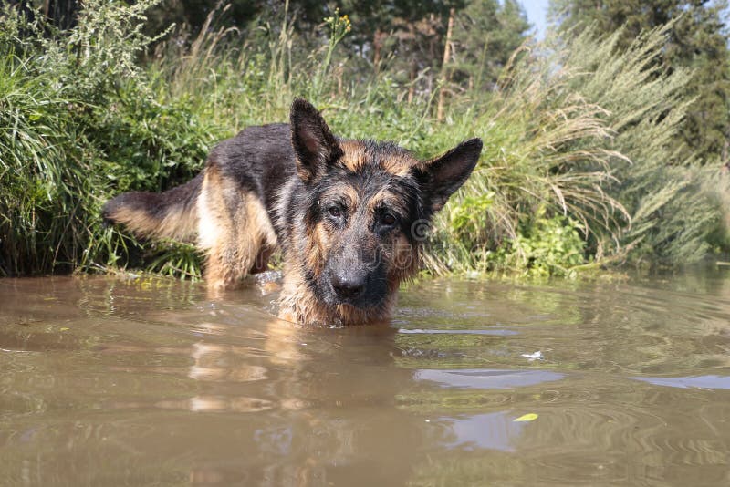Wet Dog German Shepherd in a Water Stock Photo - Image of master, lake ...