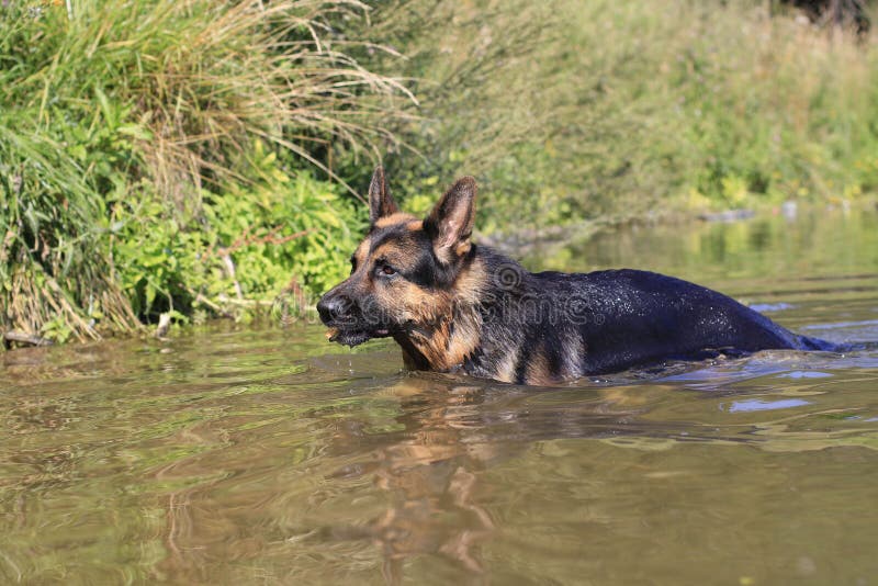 Wet Dog German Shepherd in a Water Stock Photo - Image of aggression ...