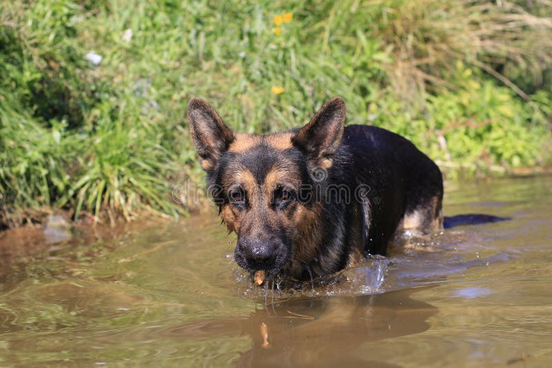 Wet Dog German Shepherd in a Water Stock Photo - Image of team, game ...