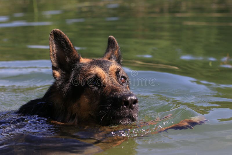 Wet Dog German Shepherd in a Water in a Summer Stock Image - Image of ...