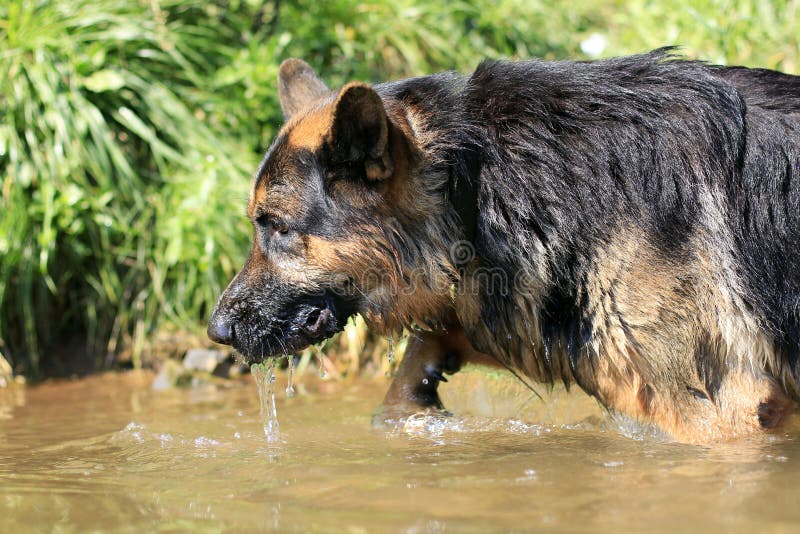 Wet Dog German Shepherd in a Water in a Summer Stock Image - Image of ...
