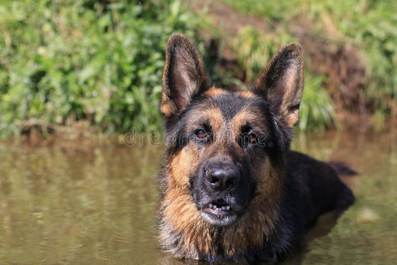 Wet Dog German Shepherd in a Water Stock Image - Image of german, paws ...