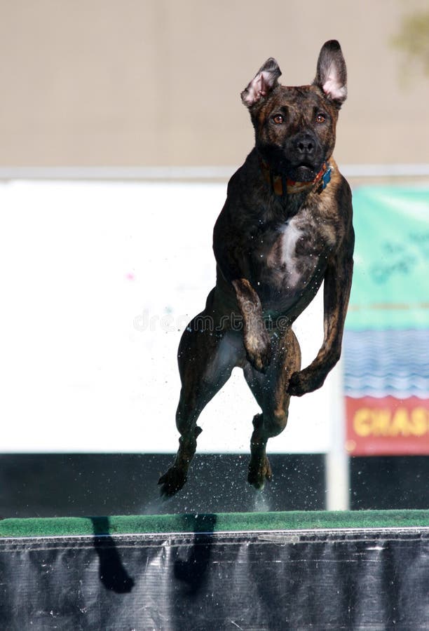 Wet dog jumping off dock stock photo. Image of leap, intense - 26254664