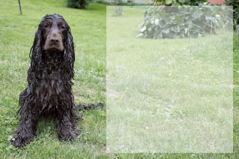 Wet dog in the nature stock image. Image of beautiful - 121412173