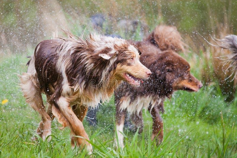 Wet dog pack stock photo. Image of waterdrops, meadow - 30730210