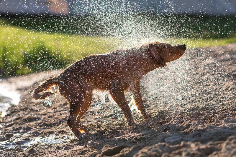 Wet Dog Shaking Off after Swimming Stock Image - Image of purebred ...