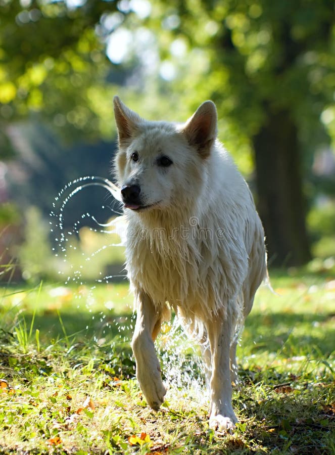 Wet dog stock photo. Image of dogs, loyal, swiss, color - 54395230