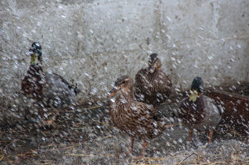 Wet ducks stock image. Image of duck, outdoor, barnyard - 44993681