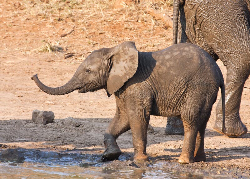Wet Elephant Calf Playing at the Water Hole Stock Image - Image of ...