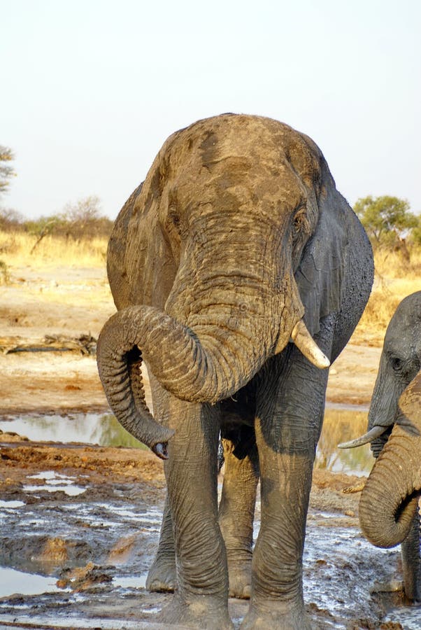Wet Elephant at a Watering Hole Stock Image - Image of safari, hole ...