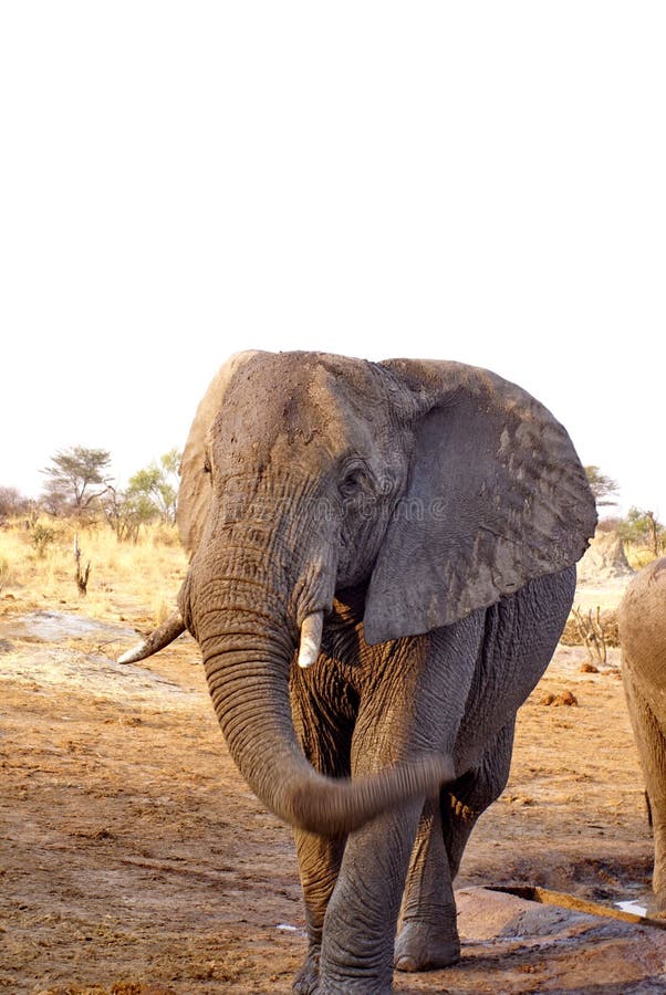 Wet Elephant at a Watering Hole Stock Image - Image of bushveld, hole ...