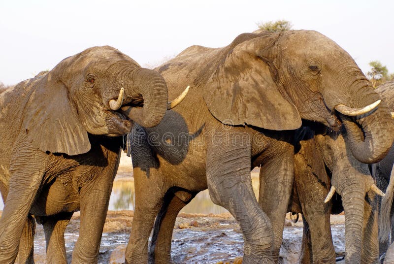 Wet Elephants at a Watering Hole Stock Image - Image of watering ...