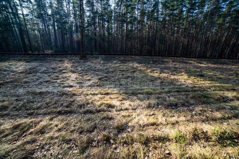 Wet Empty Forest In Early Spring Trees Without Leaves Stock Photo ...