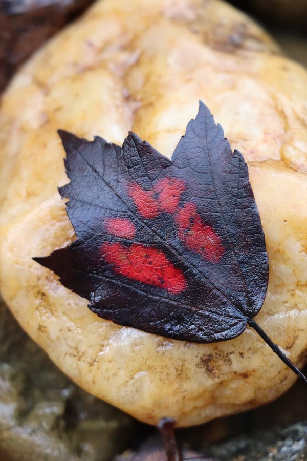 Wet Fall Black and Red Spotted Box Elder Maple Leaf on River Rock Stock ...