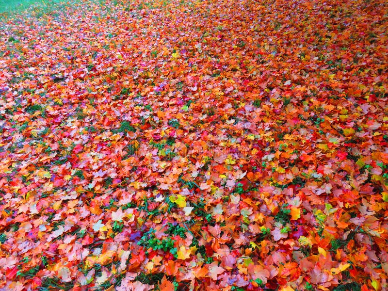 Wet Fall Foliage Leaves Background in October Stock Image - Image of ...