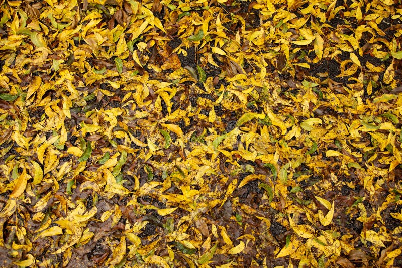 Wet Fall Leaves stock photo. Image of season, foliage - 28473668