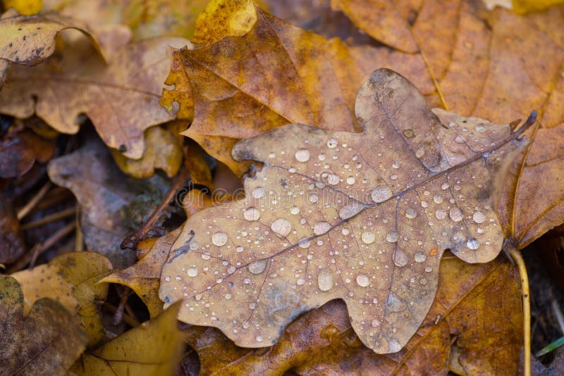 Wet fall leaves stock image. Image of forest, environment - 80006325