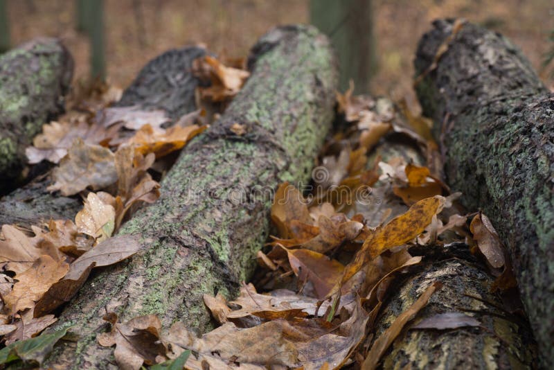 Wet fall leaves stock photo. Image of nature, autumnal - 80006348