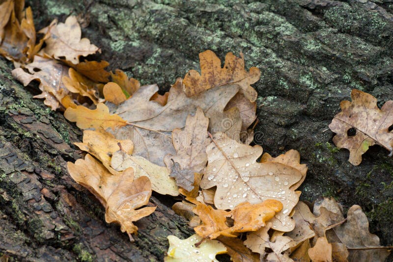 Wet fall leaves stock photo. Image of drop, autumnal - 80055978