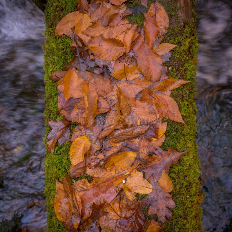 Wet Fall Leaves on Log Bridge Stock Image - Image of smoky, fallen ...