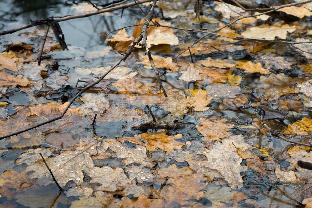 Wet Fall Leaves Selective Focus Stock Image - Image of cold, fall: 80055989