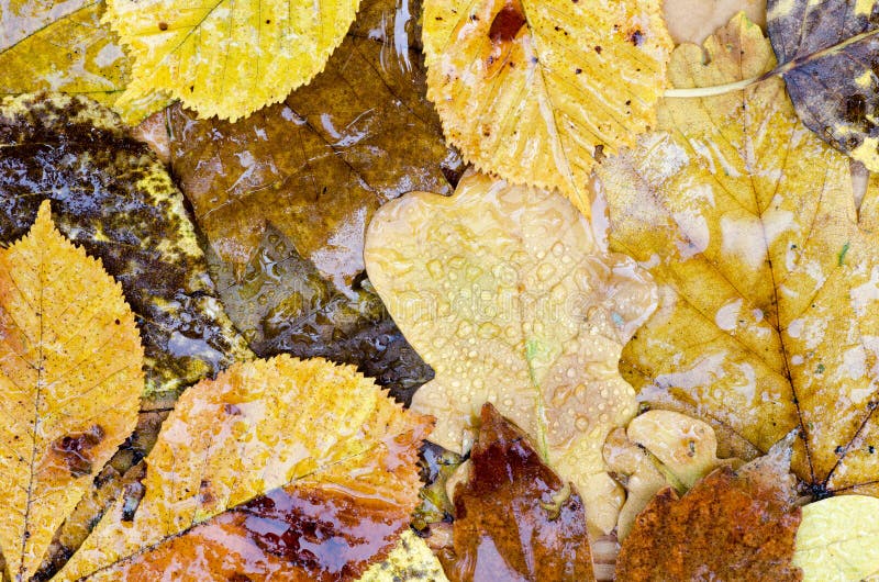 Wet fall leaves stock photo. Image of brown, gold, color - 77144820
