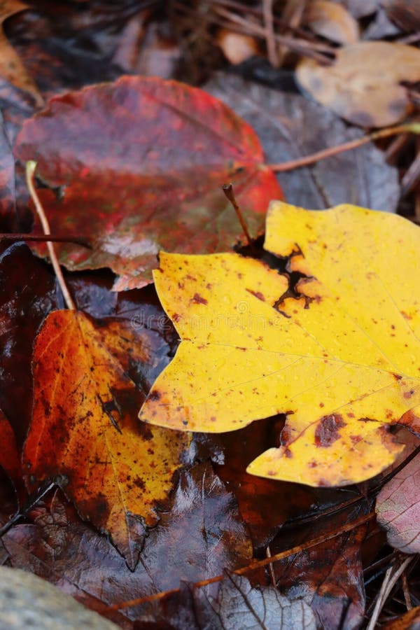 Wet Fall Orange and Yellow Leaf Triangle Stock Image - Image of tulip ...