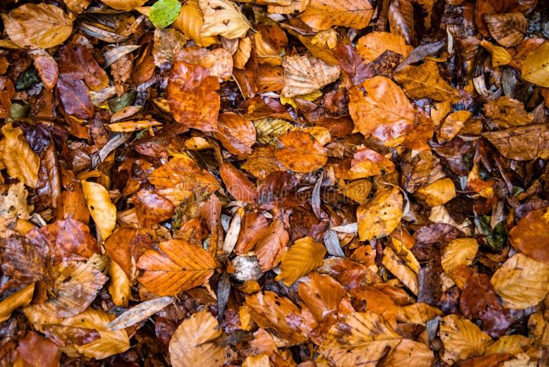 Wet Fallen Leaves on the Ground at Autumn Stock Photo - Image of fall ...