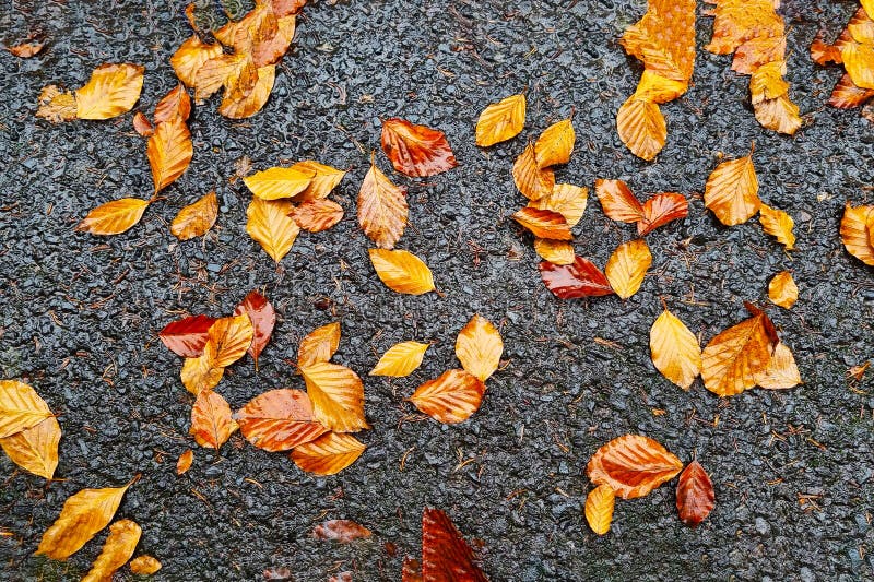 Wet Fallen Yellow Leaves on the Ground. Stock Photo - Image of ...