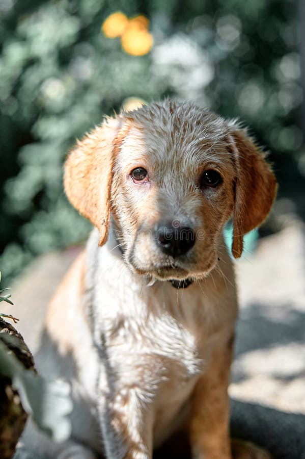 Wet Fawn Labrador Puppy Under the Rays of the Sun Stock Photo - Image ...