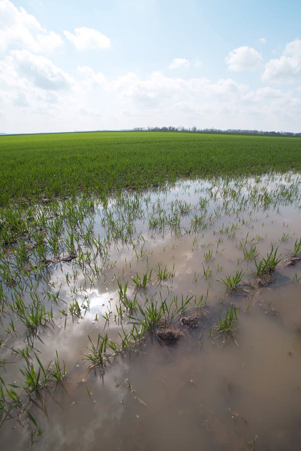 Flooded Fields stock image. Image of submerged, disaster - 2681851