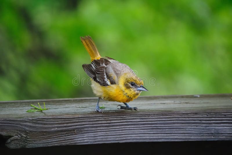 Wet Fledgling Baltimore Oriole Stock Photo - Image of perching, orange ...