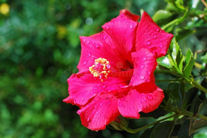 Wet flower stock photo. Image of blossom, garden, floral - 3372412