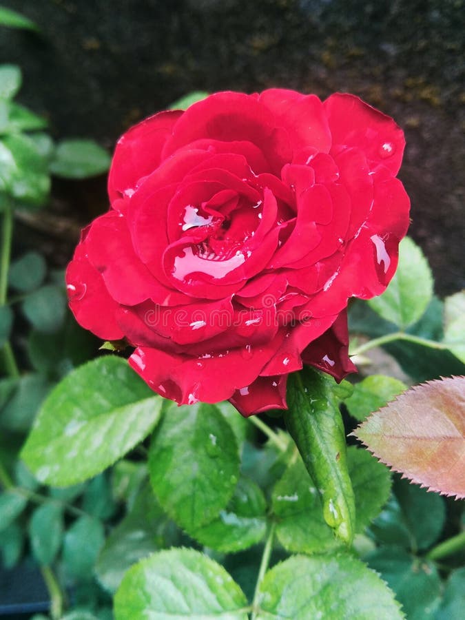 Wet Flower Red Rose Dew Drops Stock Image - Image of flower, drops ...