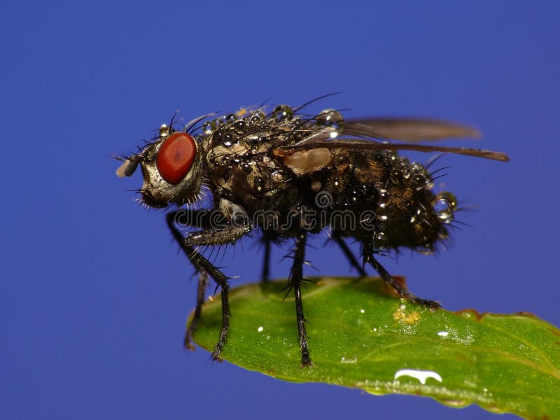 Wet fly stock image. Image of insect, water, rain, walther - 3905689