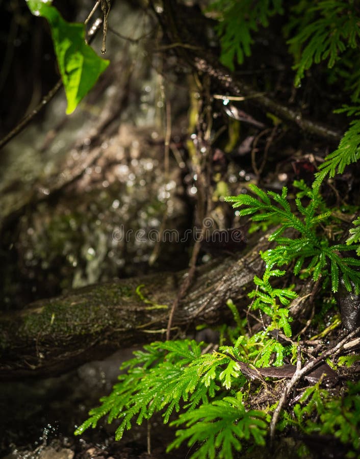 1,699 Tropical Rainforest Floor Photos - Free & Royalty-Free Stock ...