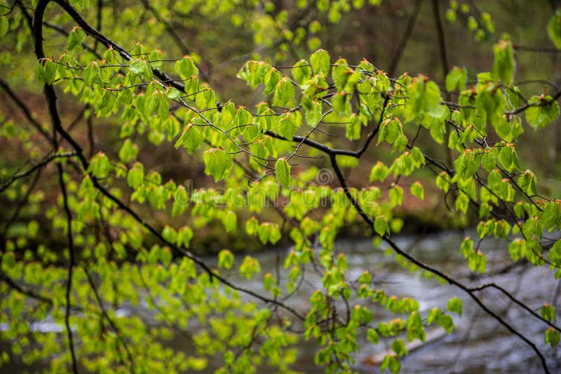 Wet Forest in Autumn Mist with Red and Green Tree Leaves Stock Photo ...