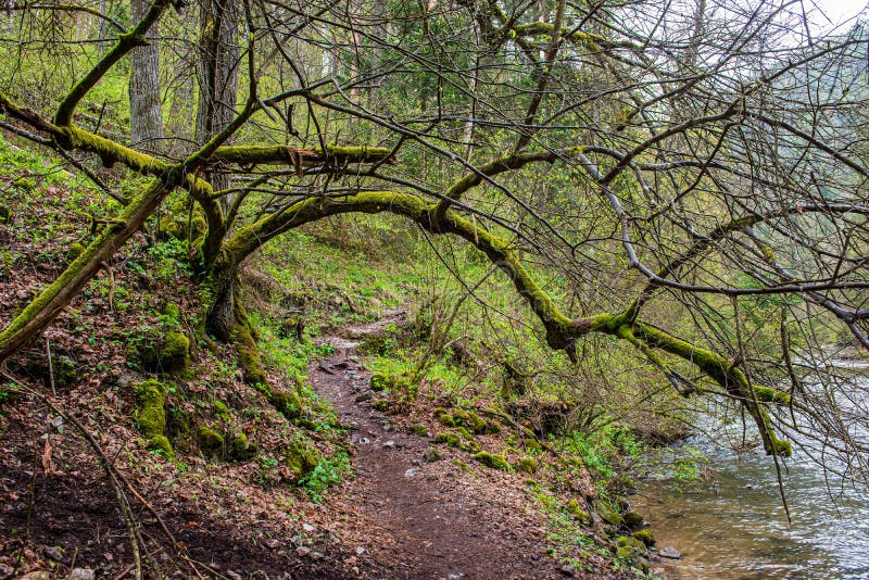 Wet Forest in Autumn Mist with Red and Green Tree Leaves Stock Image ...