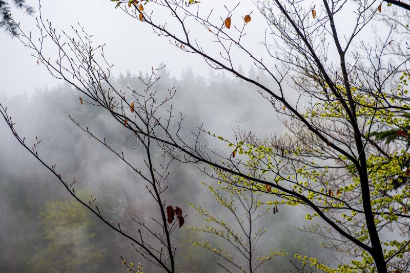 Wet Forest in Autumn Mist with Red and Green Tree Leaves Stock Image ...