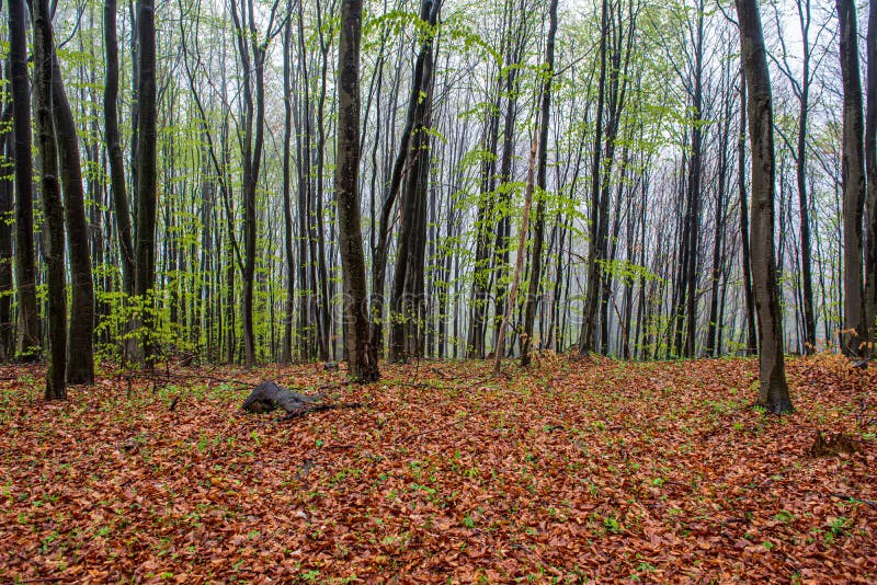 Wet Forest in Autumn Mist with Red and Green Tree Leaves Stock Photo ...