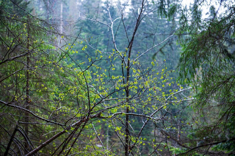 Wet Forest in Autumn Mist with Red and Green Tree Leaves Stock Image ...