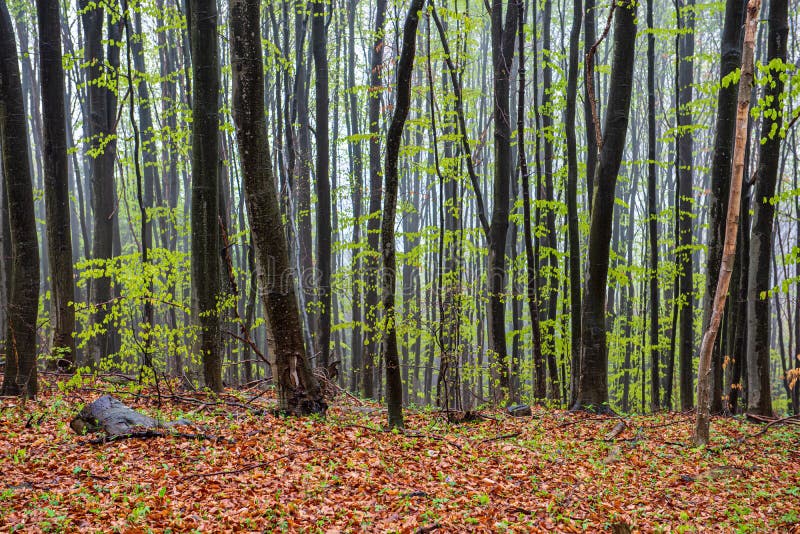 Wet Forest in Autumn Mist with Red and Green Tree Leaves Stock Image ...