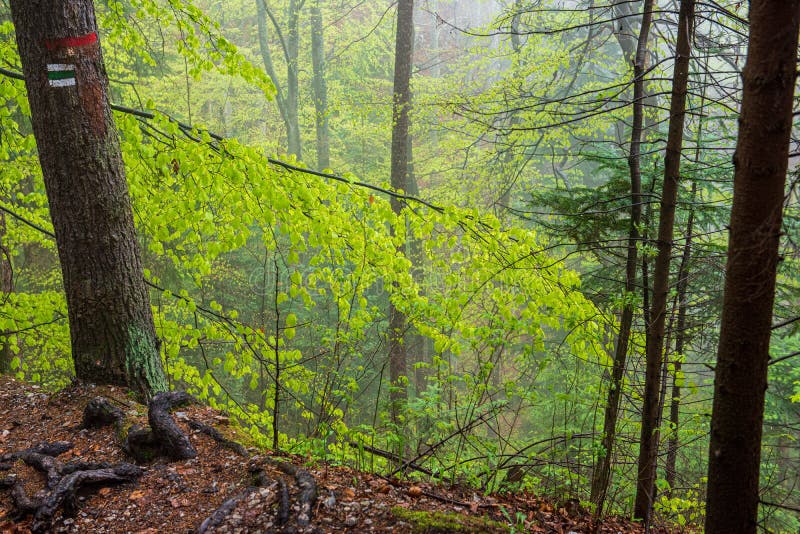 Wet Forest in Autumn Mist with Red and Green Tree Leaves Stock Photo ...