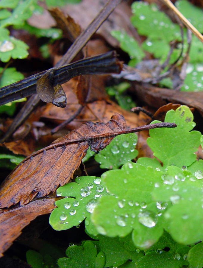 Wet forest floor stock photo. Image of dead, charm, water - 185218