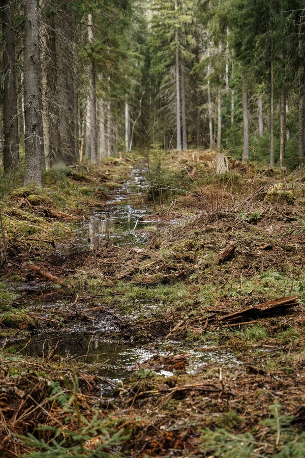 Wet Forest Floor in a Cleared Area Stock Image - Image of forest ...