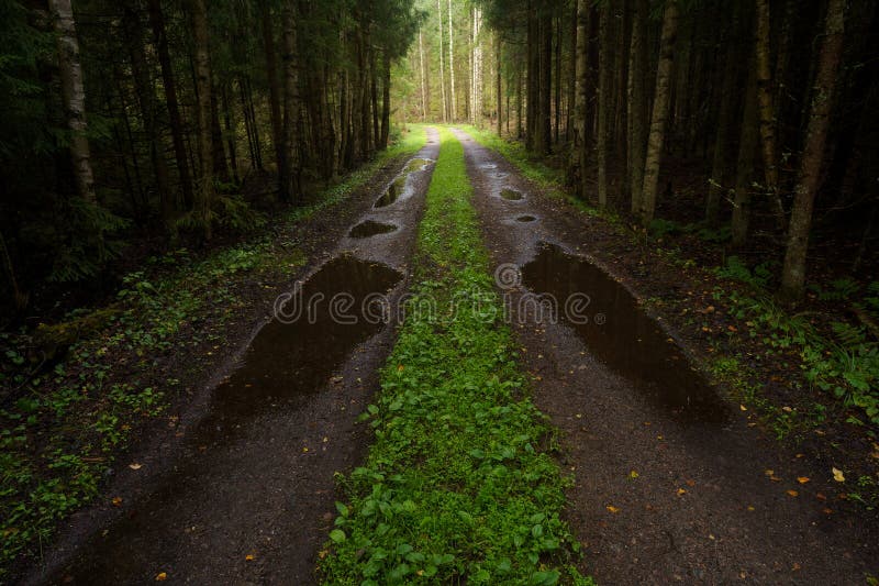 Wet Forest Path Surrounded by Tall Trees Stock Image - Image of ...