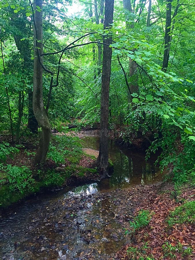Wet forest stock photo. Image of forest, trail, virginia - 57750944