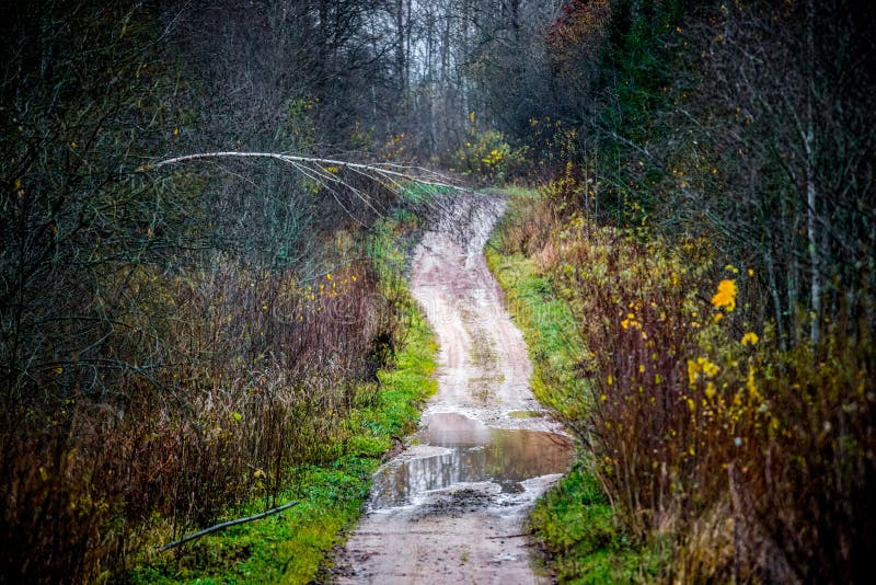 Wet forest road stock image. Image of late, woods, beauty - 111882717