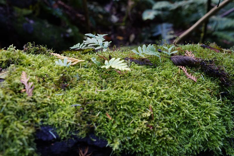 Nice Mold on Tree in Forest Stock Image - Image of healthy, nice: 199965167