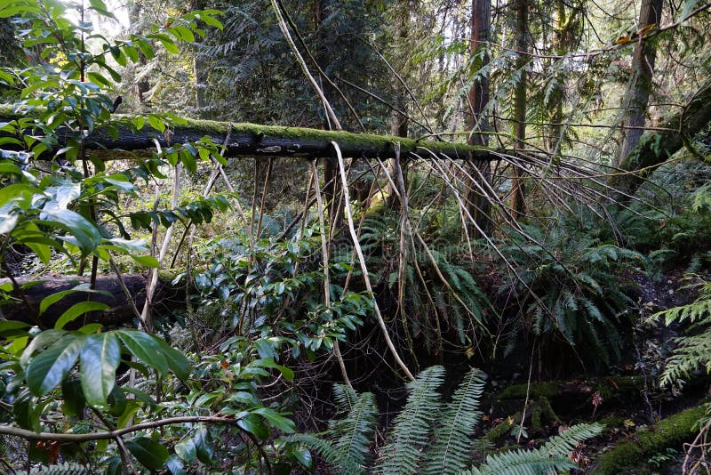 Nice Mold on Tree in Forest Stock Image - Image of leaving, healthy ...
